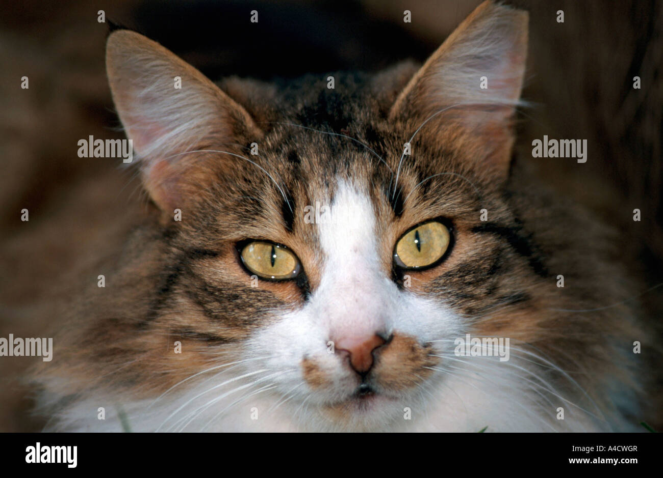Closeup of furry cat Stock Photo - Alamy