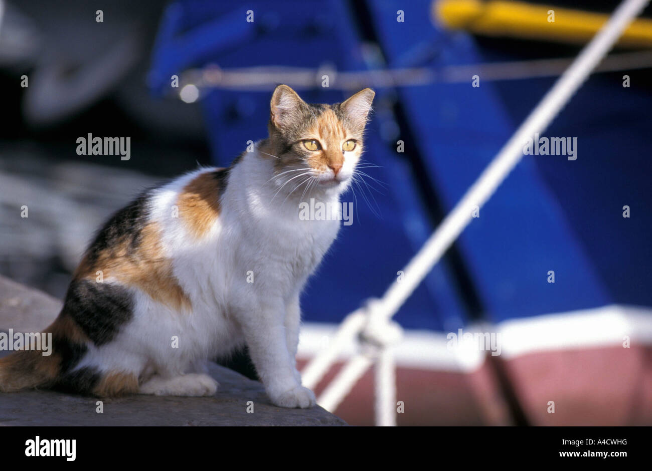 Brown and white cat Stock Photo - Alamy