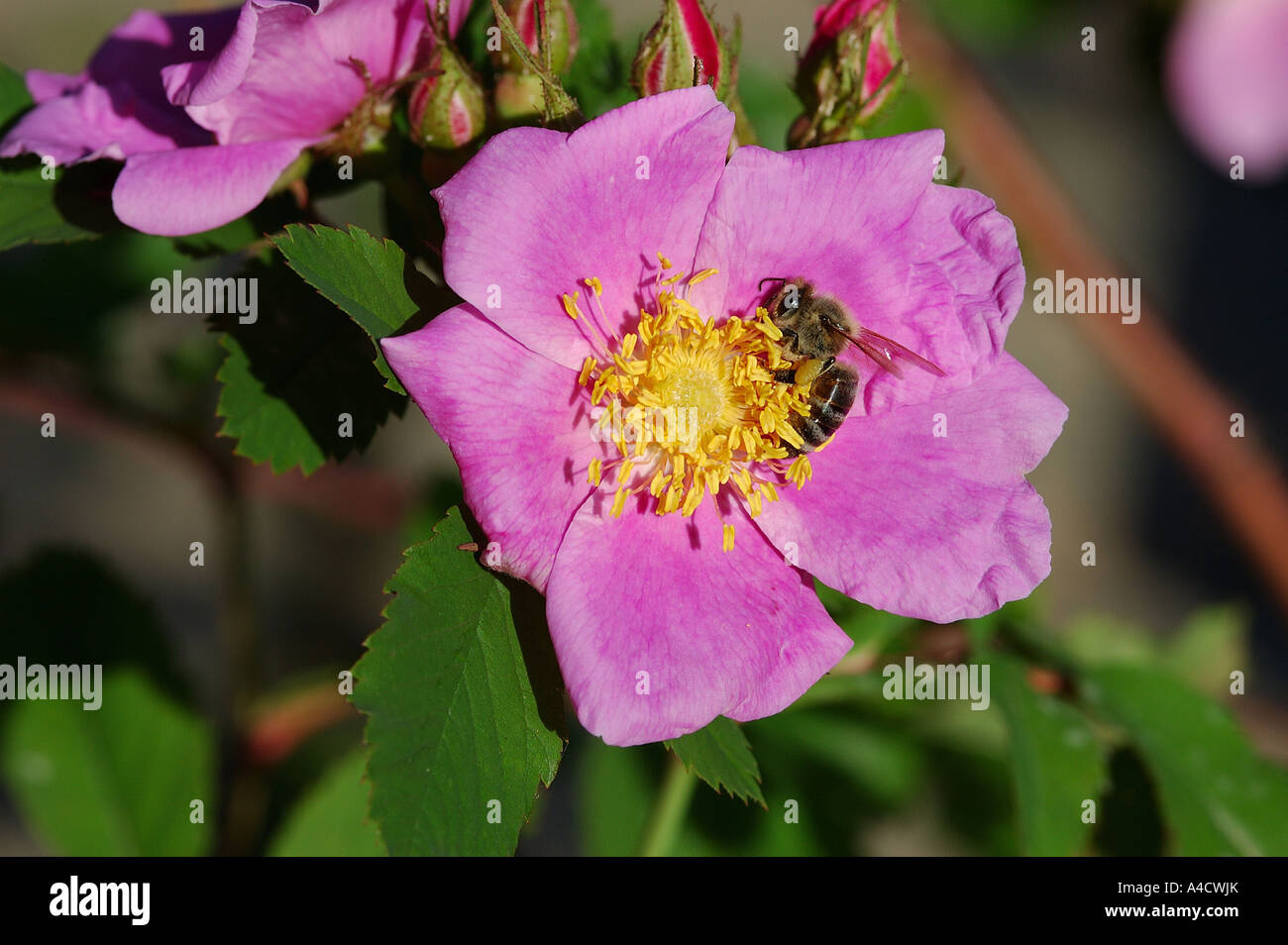 Cinnamon bug hi-res stock photography and images - Alamy