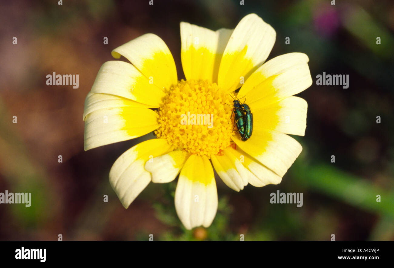 Crown bug hi-res stock photography and images - Alamy