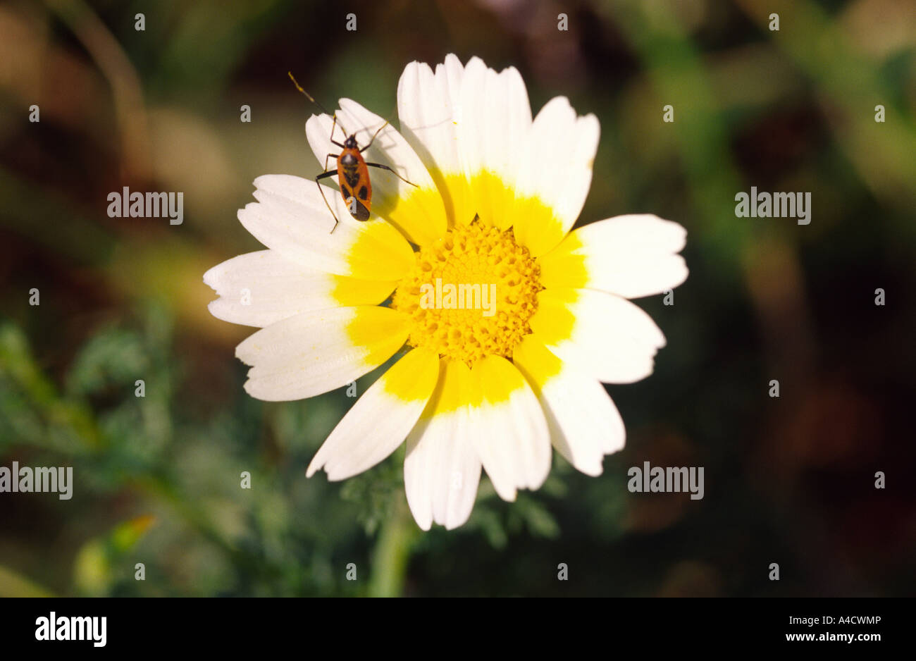 Crown bug hi-res stock photography and images - Alamy