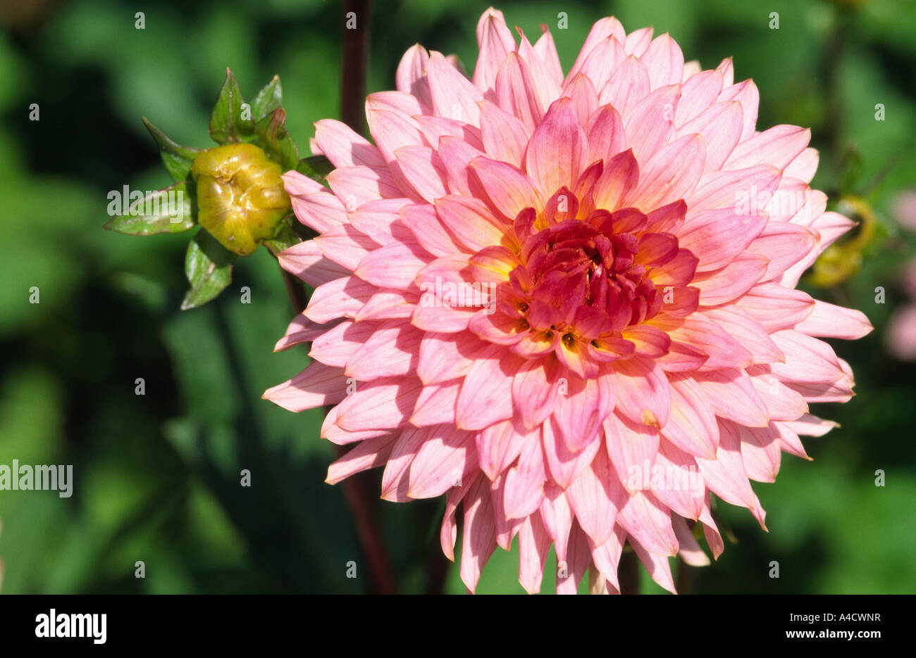 Singular day blooming flowers hi-res stock photography and images - Alamy