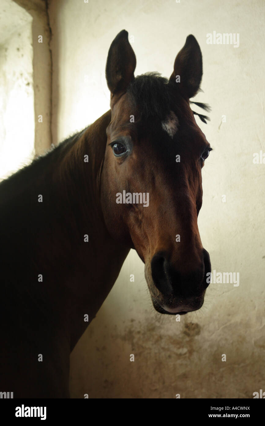 Budenny horse in stable Stock Photo - Alamy