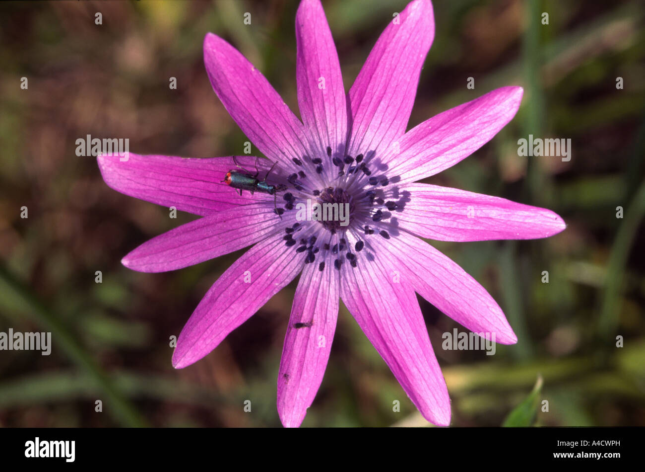 Lavender flower with insect Stock Photo - Alamy