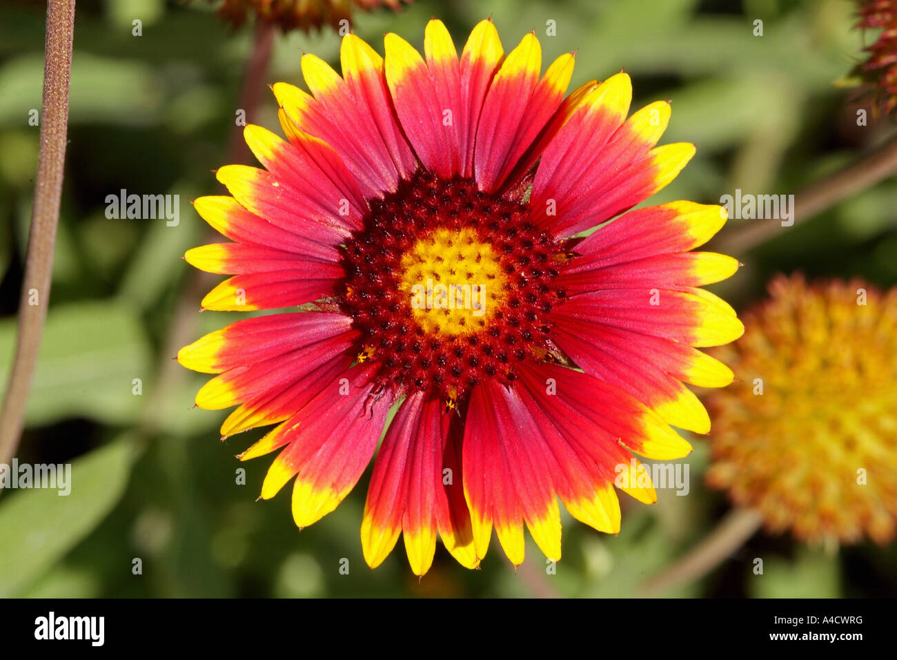 Planting gerberas hi-res stock photography and images - Alamy