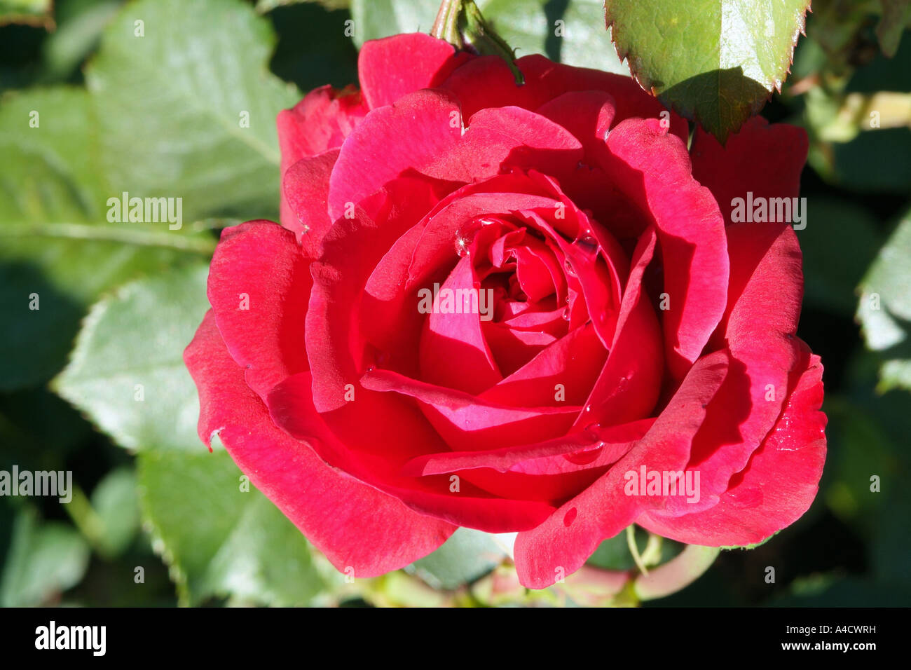 Ol03023 hi-res stock photography and images - Alamy