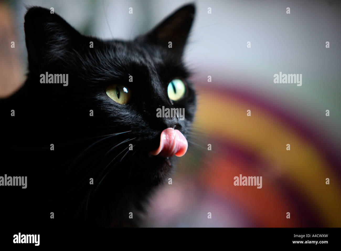 Closeup of cat licking its lips Stock Photo - Alamy