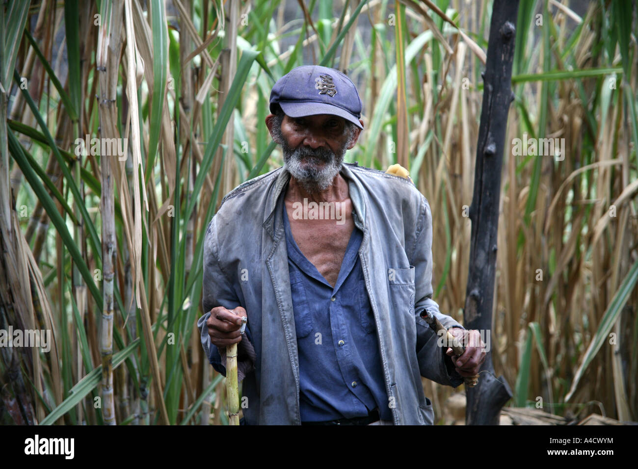 An old man working at a sugar cane distillery Santo Antao Stock Photo ...