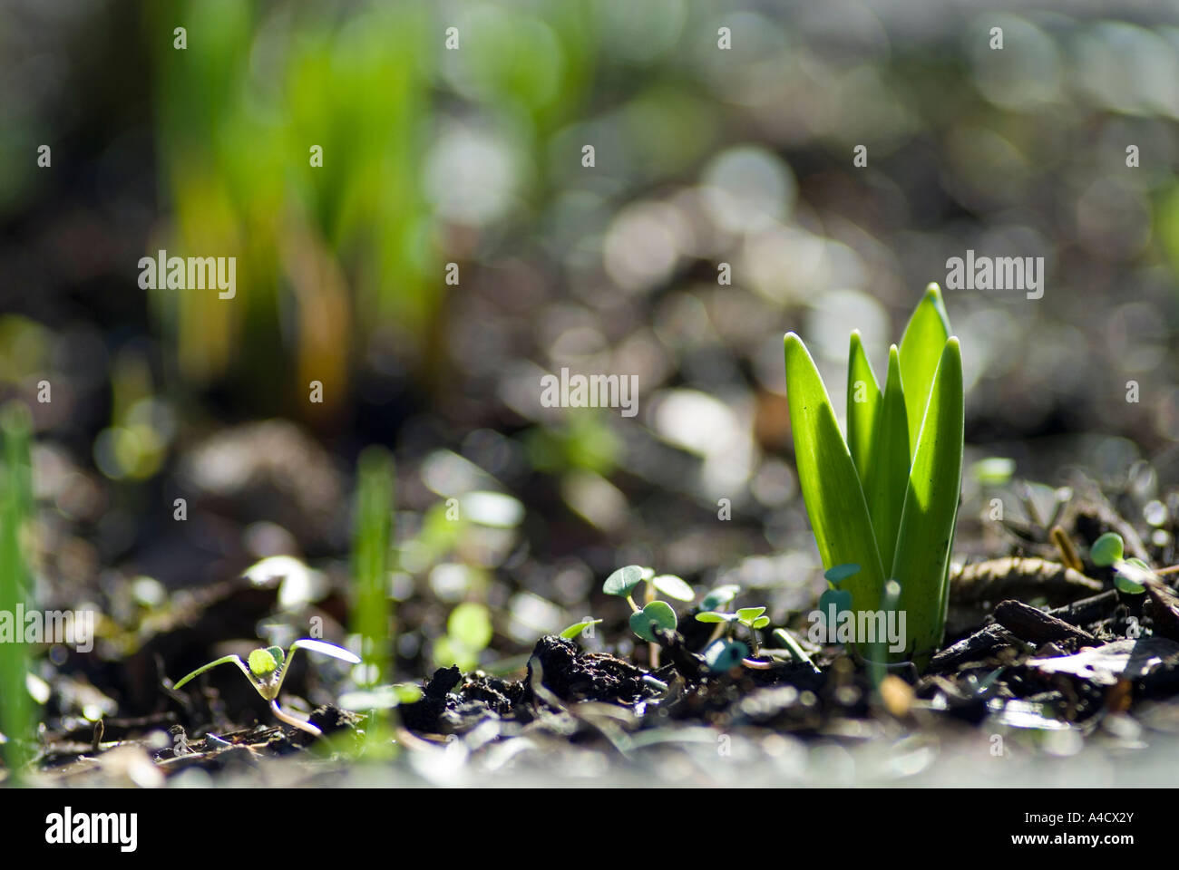 shoot of a dandelion Stock Photo - Alamy