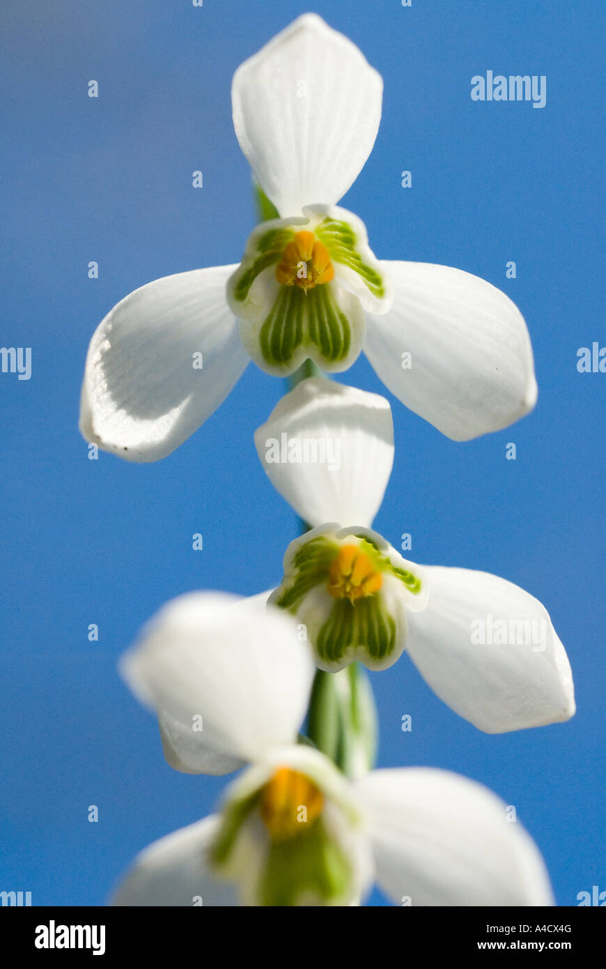 Snowdrop in blue sky Stock Photo - Alamy