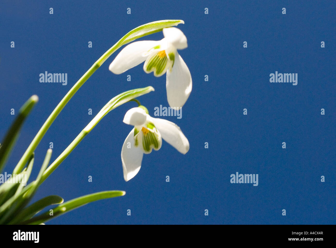 Snowdrop in blue sky Stock Photo - Alamy