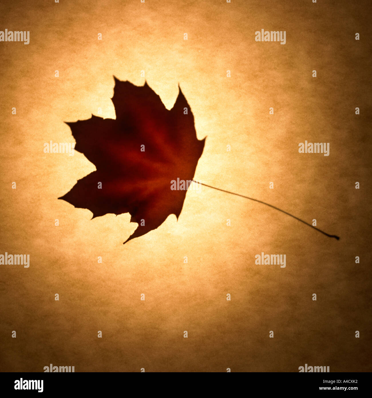 Maple tree in autumn hi-res stock photography and images - Alamy
