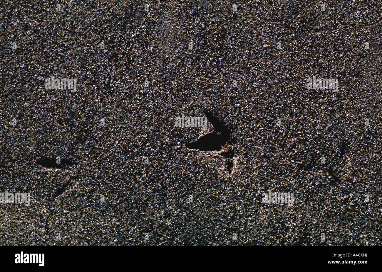 animal tracks on Limantour Beach in Point Reyes National Seashore Marin ...