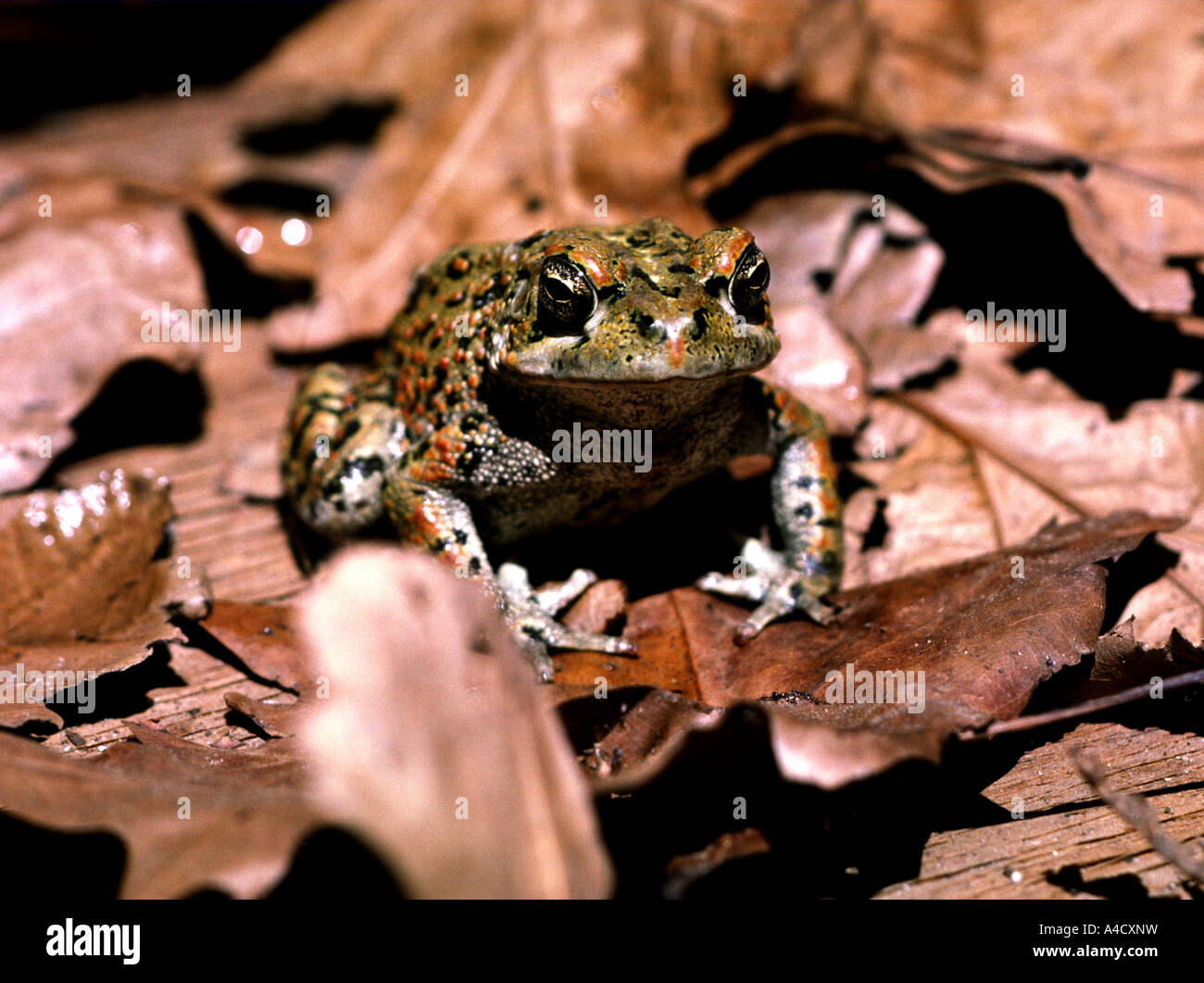 Western toad Bufo boreas in backyard garden San Francisco California ...