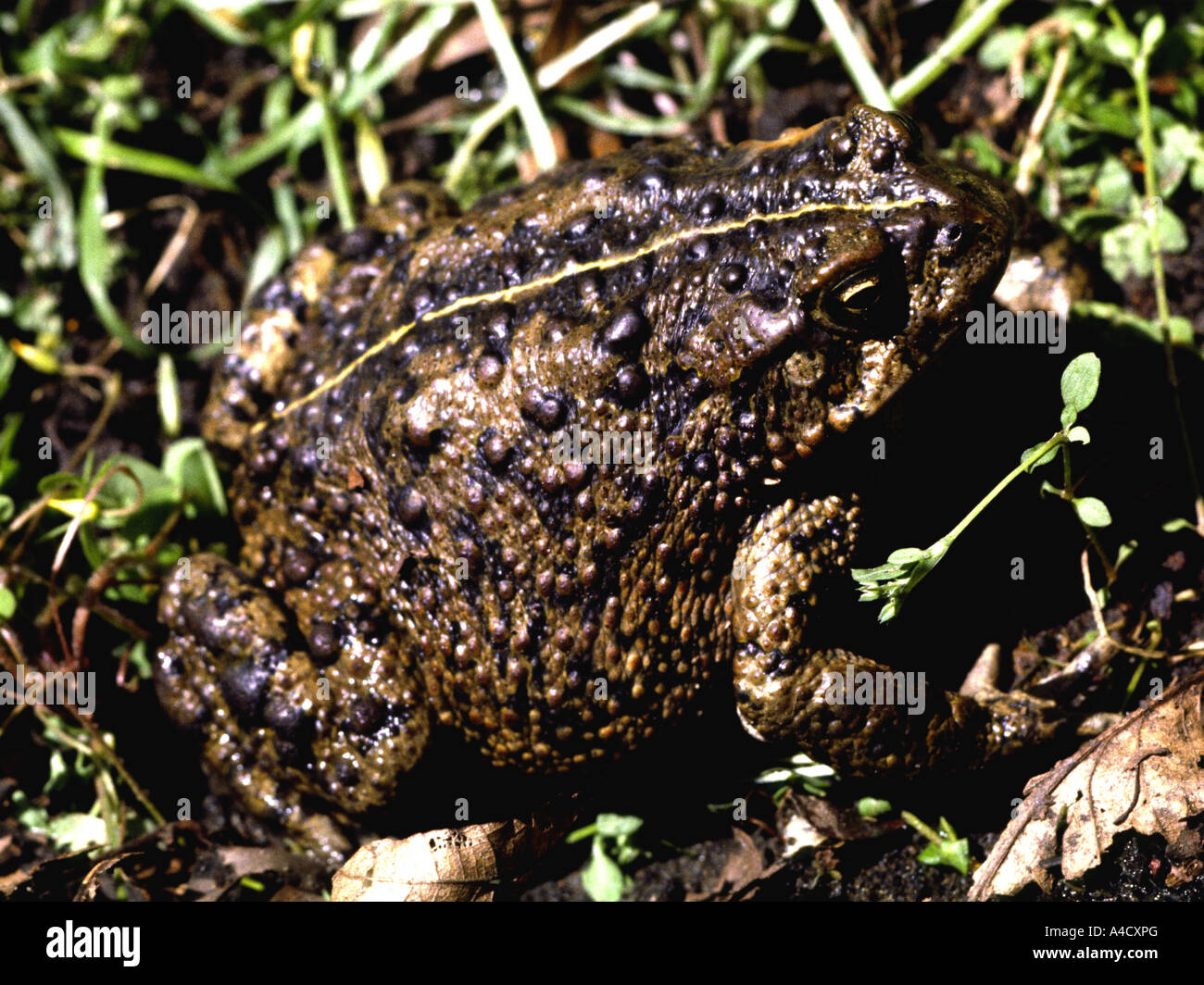 Bufo Boreas High Resolution Stock Photography and Images - Alamy