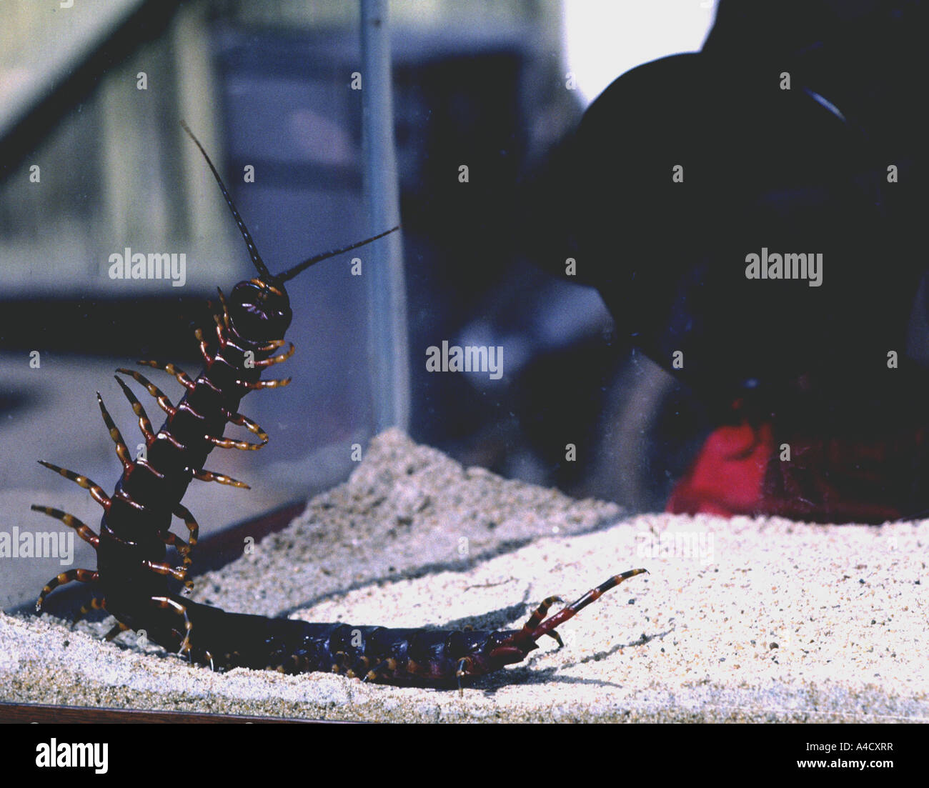 Scolopendra gigantea a native of South America is the world s largest ...
