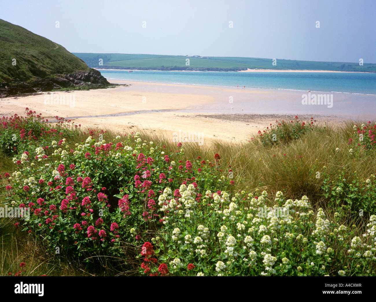 The beautiful sandy beaches in cornwall england hi-res stock ...