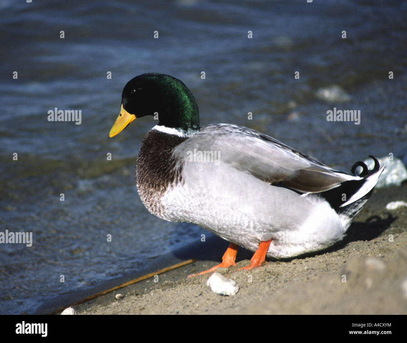 Mallard male duck on shore hi-res stock photography and images - Alamy