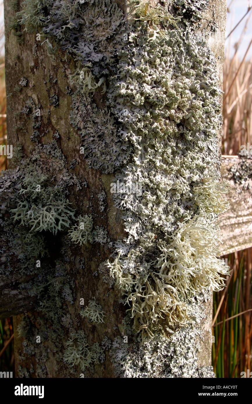 Microscopic lichen hi-res stock photography and images - Alamy