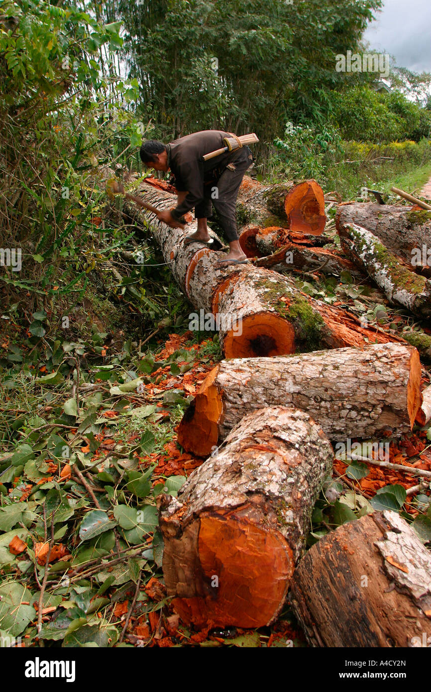 Laos Luang Nam Tha man chopping Banyan tree ficus religiosa with adze ...