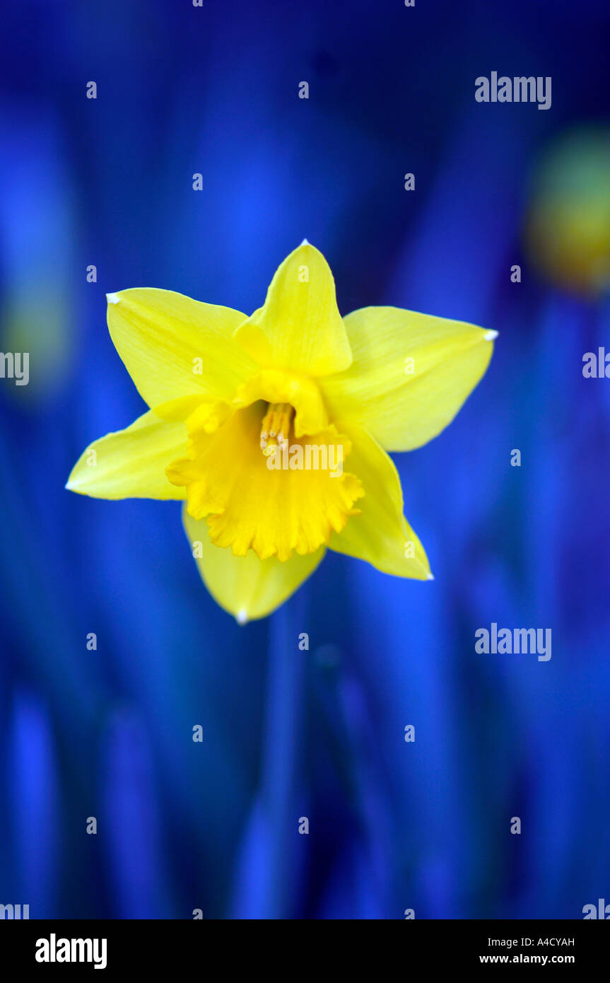 Close up of Daffodil Stock Photo - Alamy