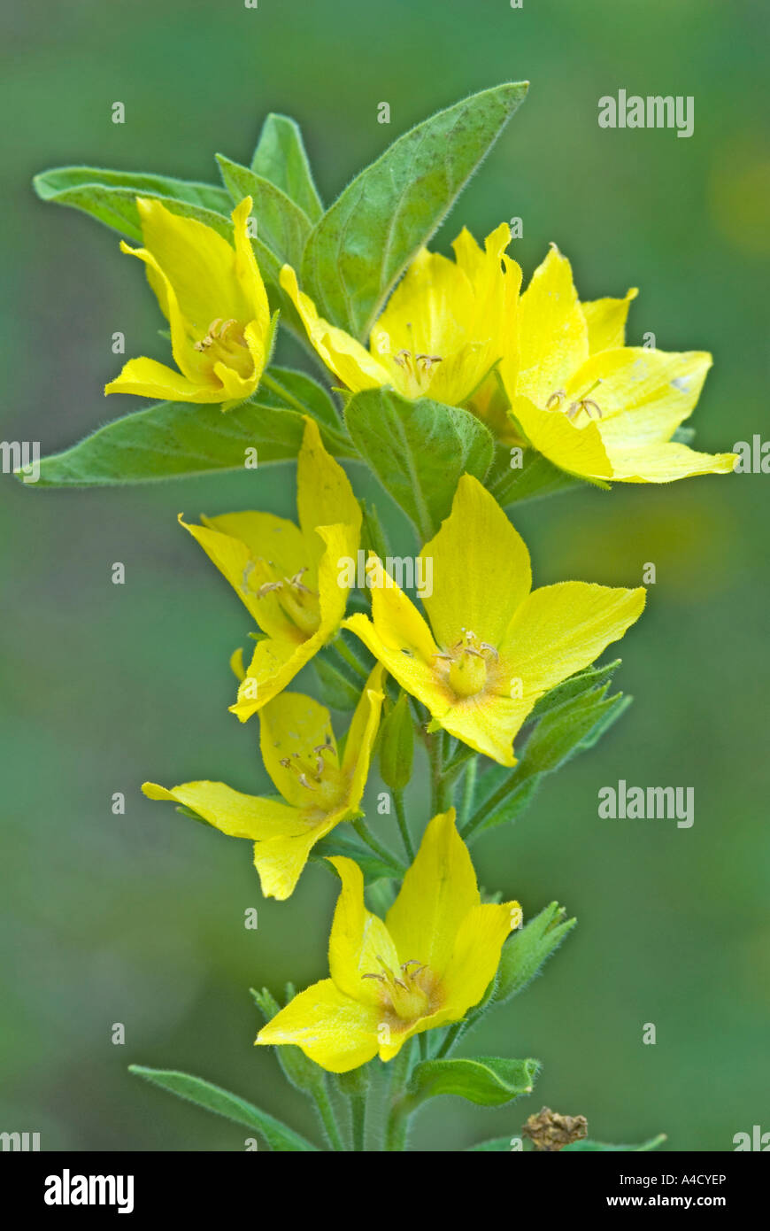 Flowers, gardens & plants Stock Photos & Images from Alamy