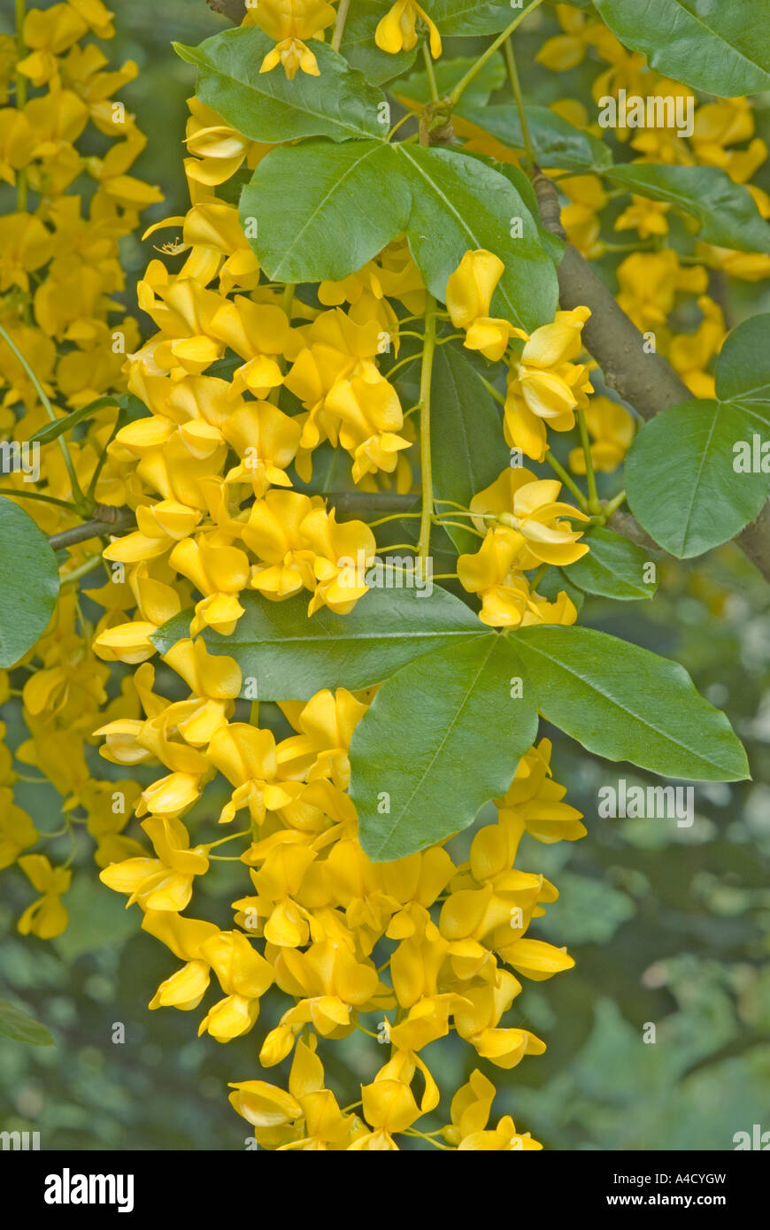 Common Laburnum (Laburnum anagyroides), flowers Stock Photo - Alamy