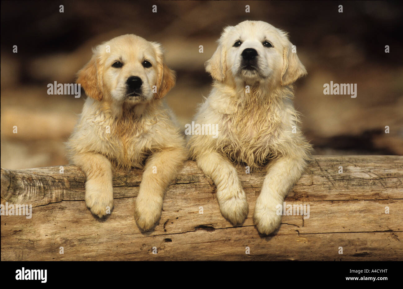 Golden Retriever (Canis lupus familiaris), two puppies hanging over a ...