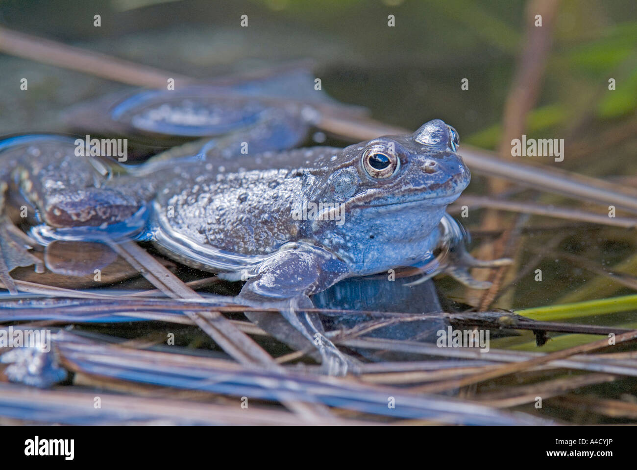 Common Frog, Grass Frog (Rana temporaria) in water Stock Photo - Alamy
