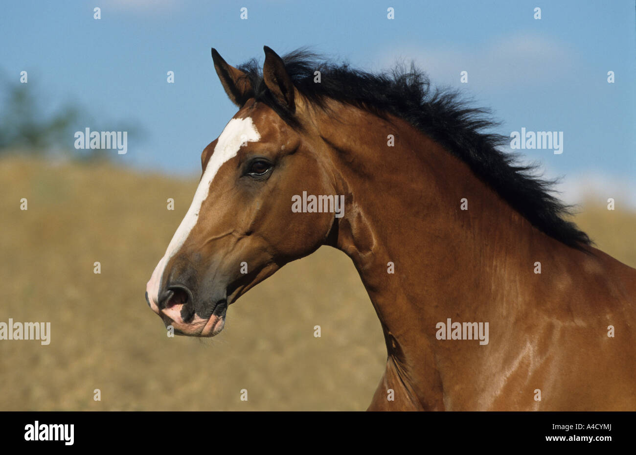 Hanoverian Horse (Equus caballus). Portrait of gelding in gallop Stock ...