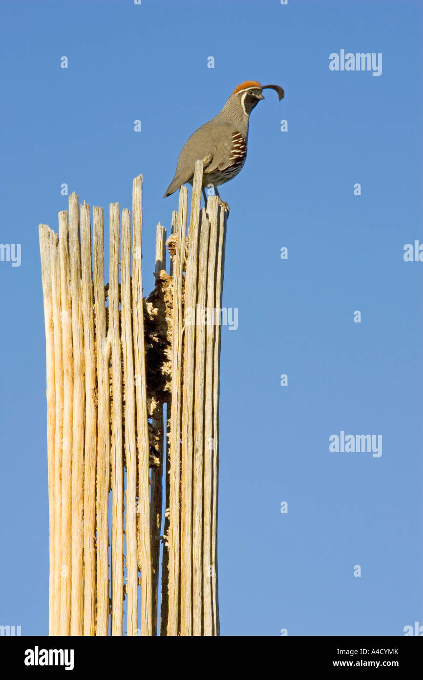 Gambel's quail saguaro cactus hi-res stock photography and images - Alamy