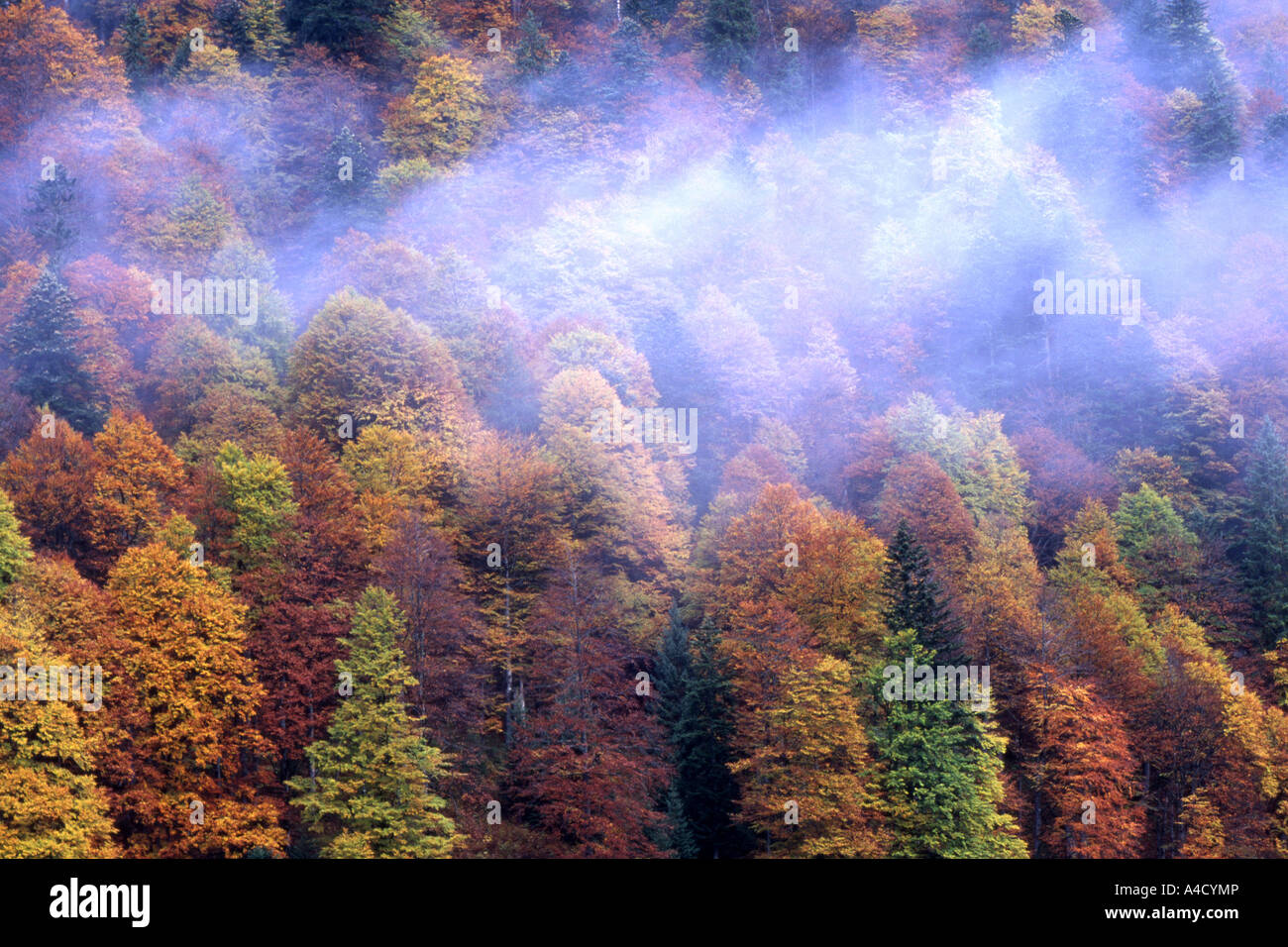 Deciduous forest in fall. Great Ahornboden in Karwendel Mountains part ...