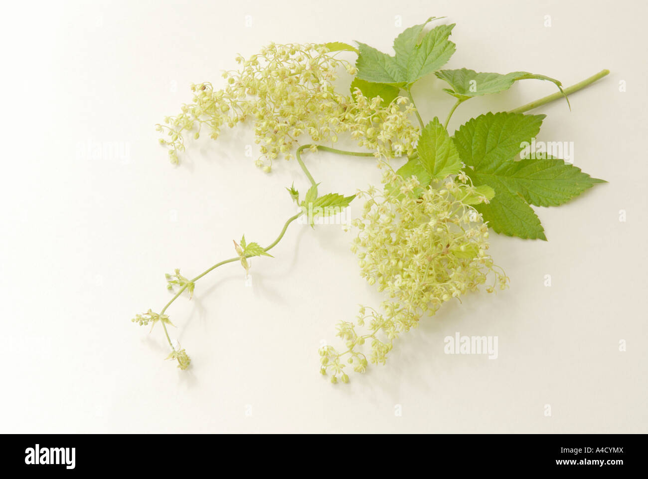 Common Hop (Humulus lupulus), male plant, flowering vine, studio ...