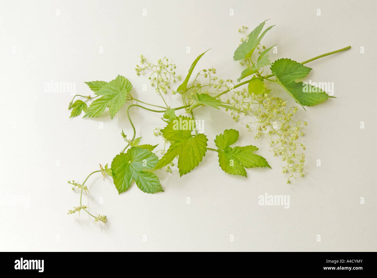 Common Hop (Humulus lupulus), male plant, flowering vine, studio ...