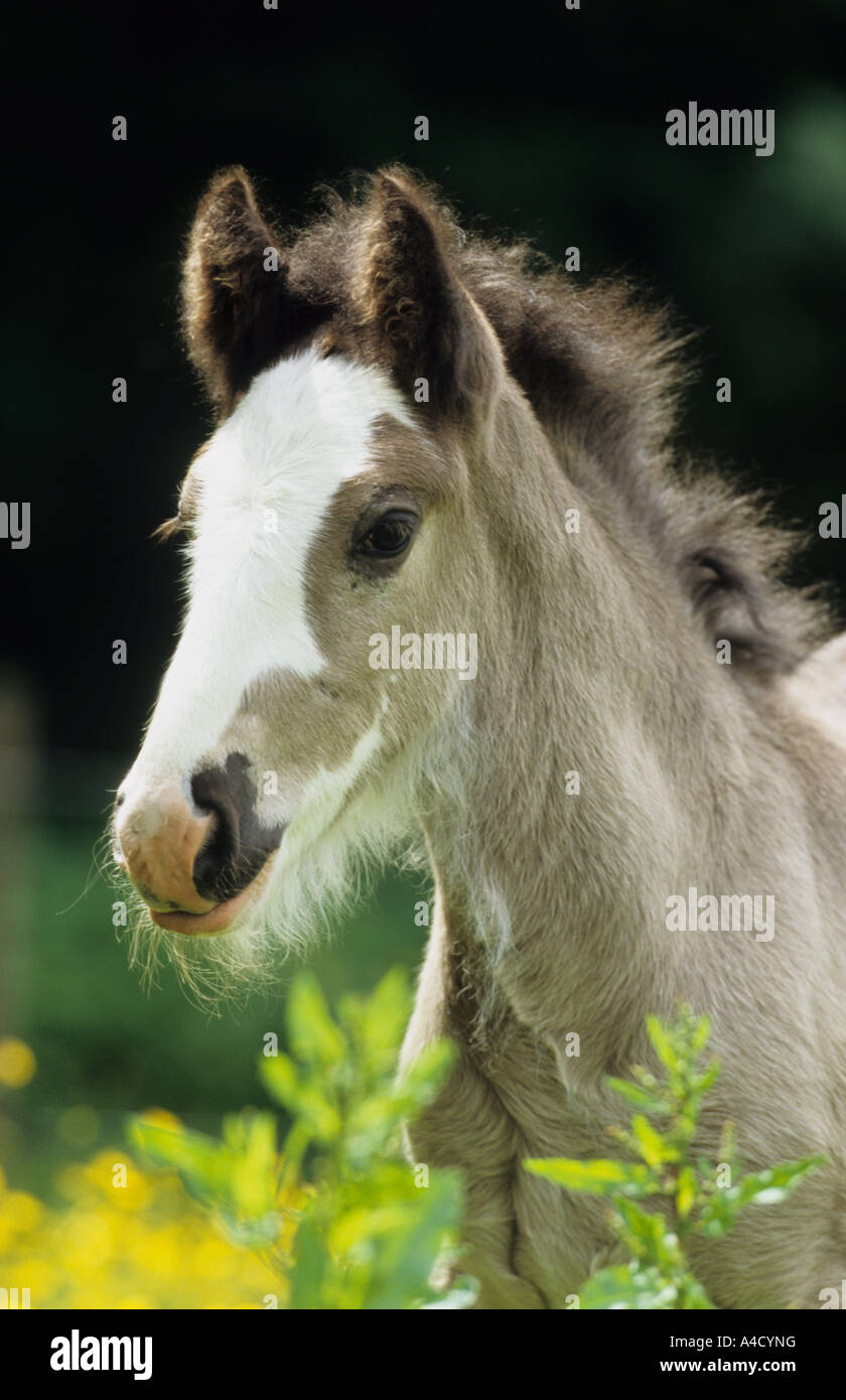 Gypsy Vanner Horse (Equus caballus), foal, portrait Stock Photo - Alamy