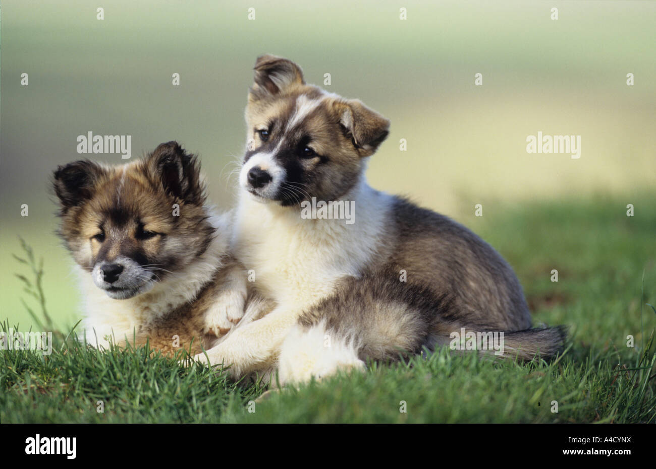 Icelandic Dog Icelandic, Sheepdog (Canis lupus familiaris), two puppies ...