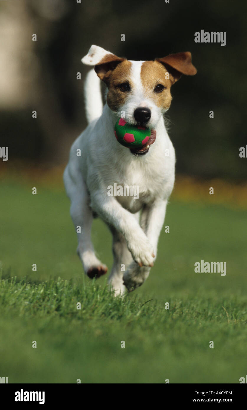 Parson Jack Russell Terrier (Canis lupus familiaris), running male with ...