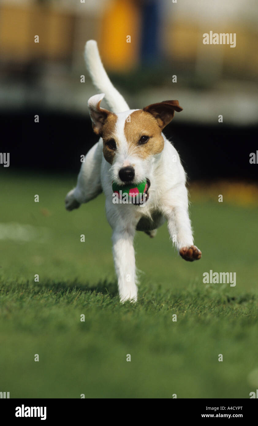Parson Jack Russell Terrier (Canis lupus familiaris), running male with ...