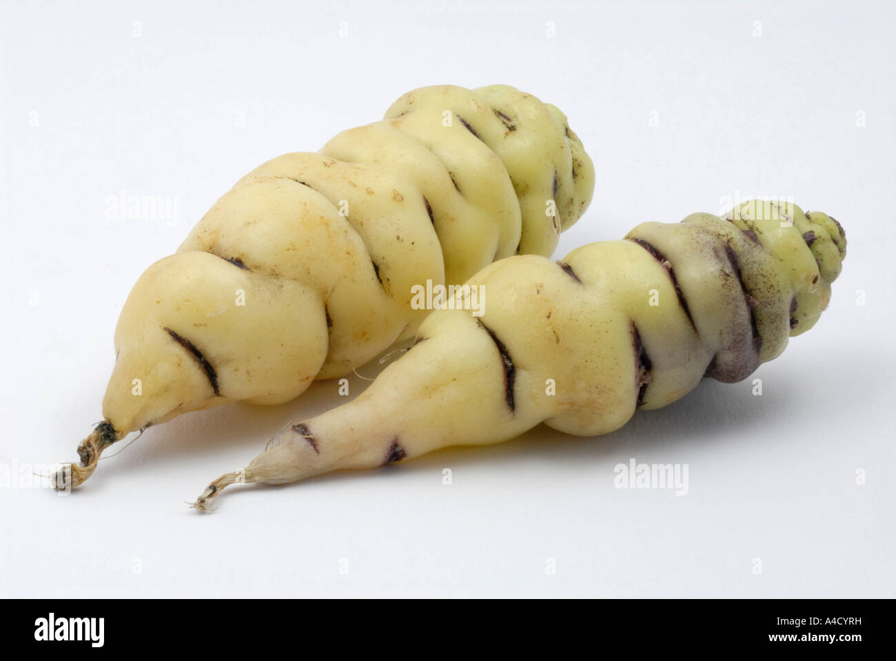 Mashua (Tropaeolum tuberosum), edible tubers, studio picture Stock ...
