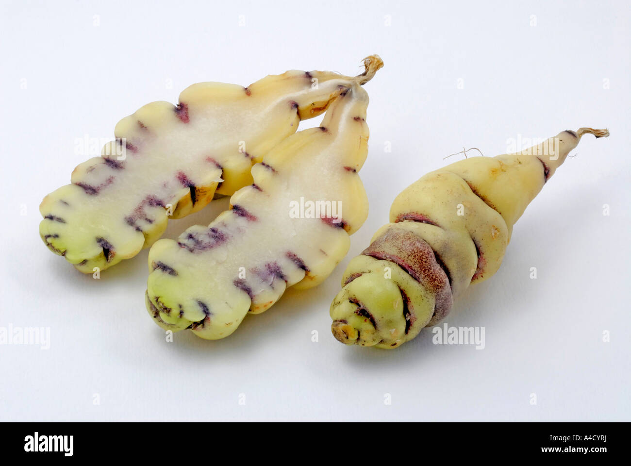 Mashua (Tropaeolum tuberosum), edible tubers, studio picture Stock ...