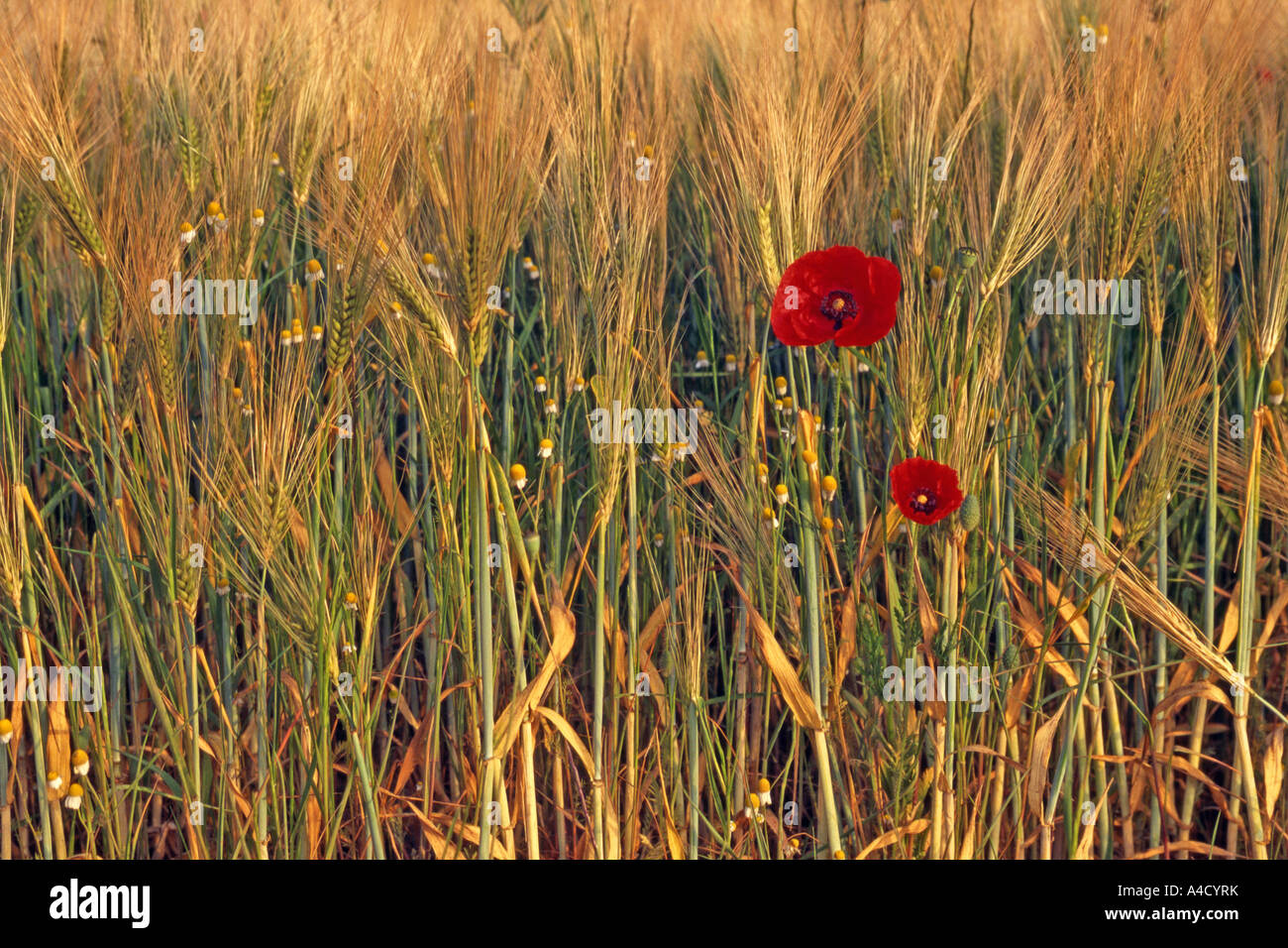 Common Red Poppy (Papaver rhoeas) flowering in corn field Stock Photo ...