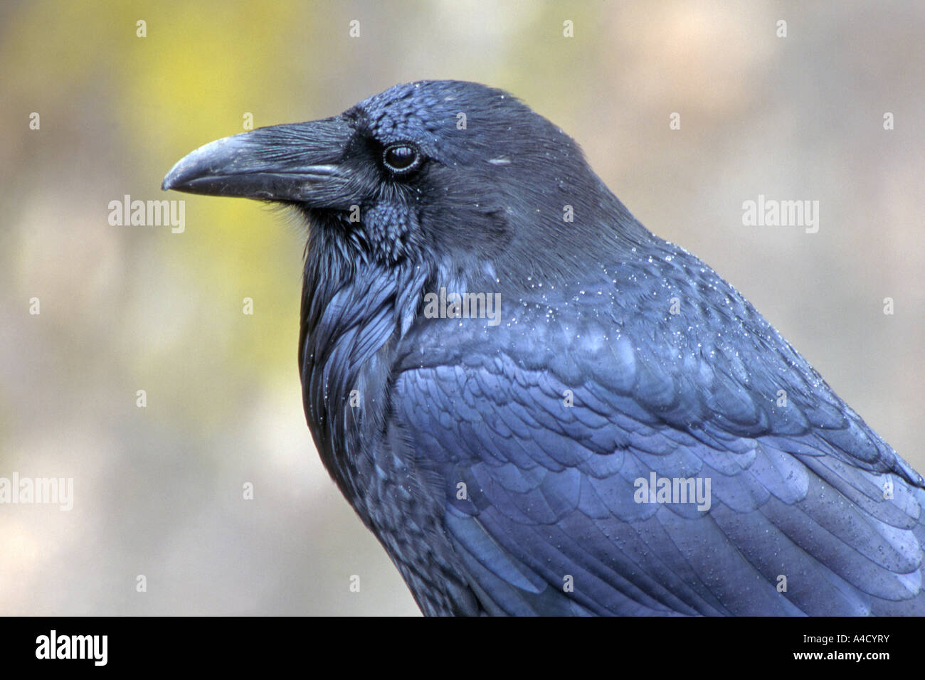 Raven head hi-res stock photography and images - Alamy