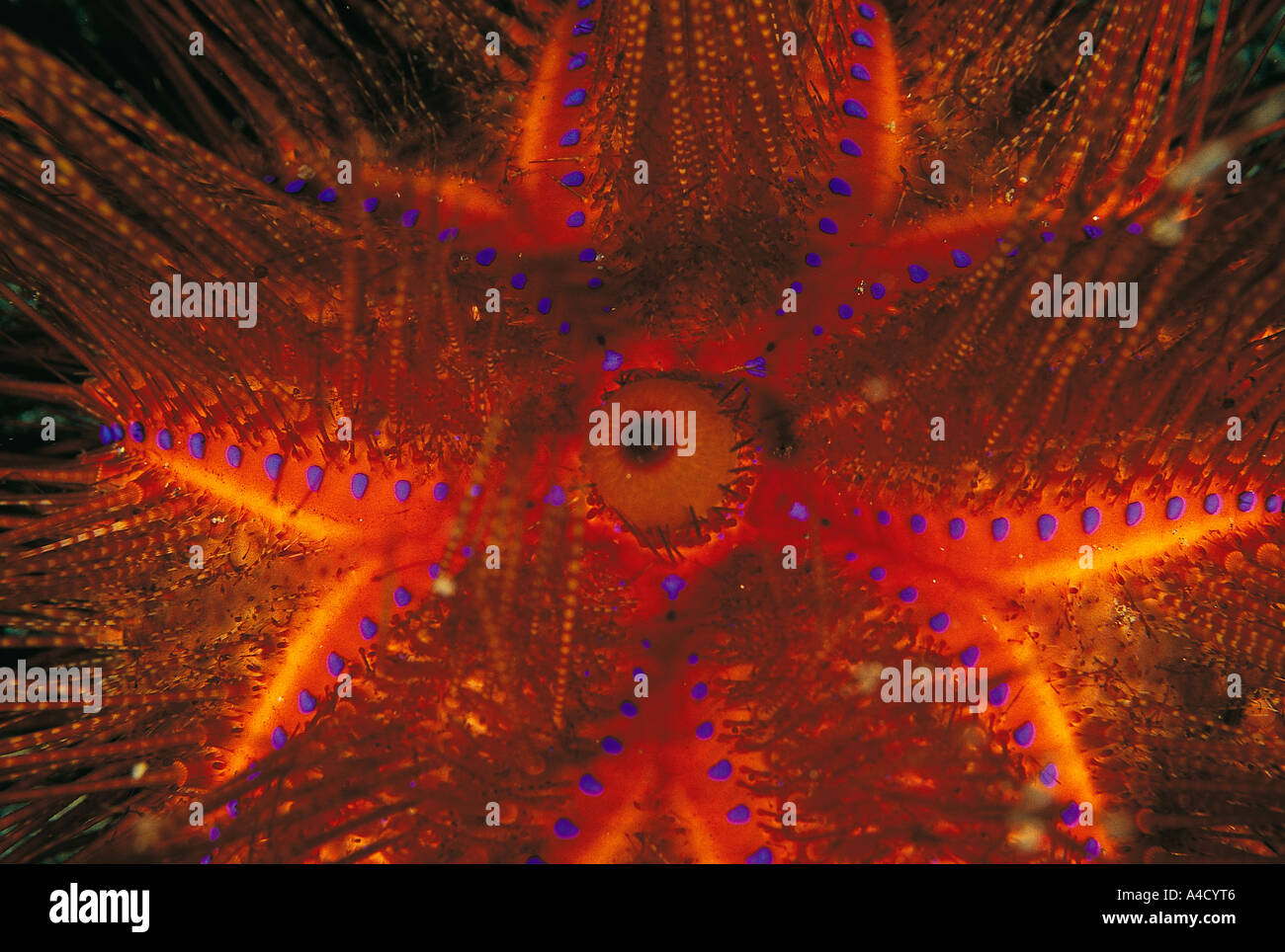 Venomous sea urchin, Astropyga radiata, Sulawesi Indonesia Stock Photo ...