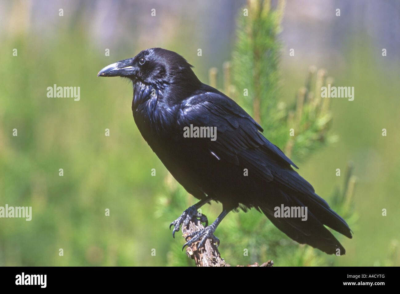 Common Raven (Corvus corax) perched on branch Stock Photo - Alamy