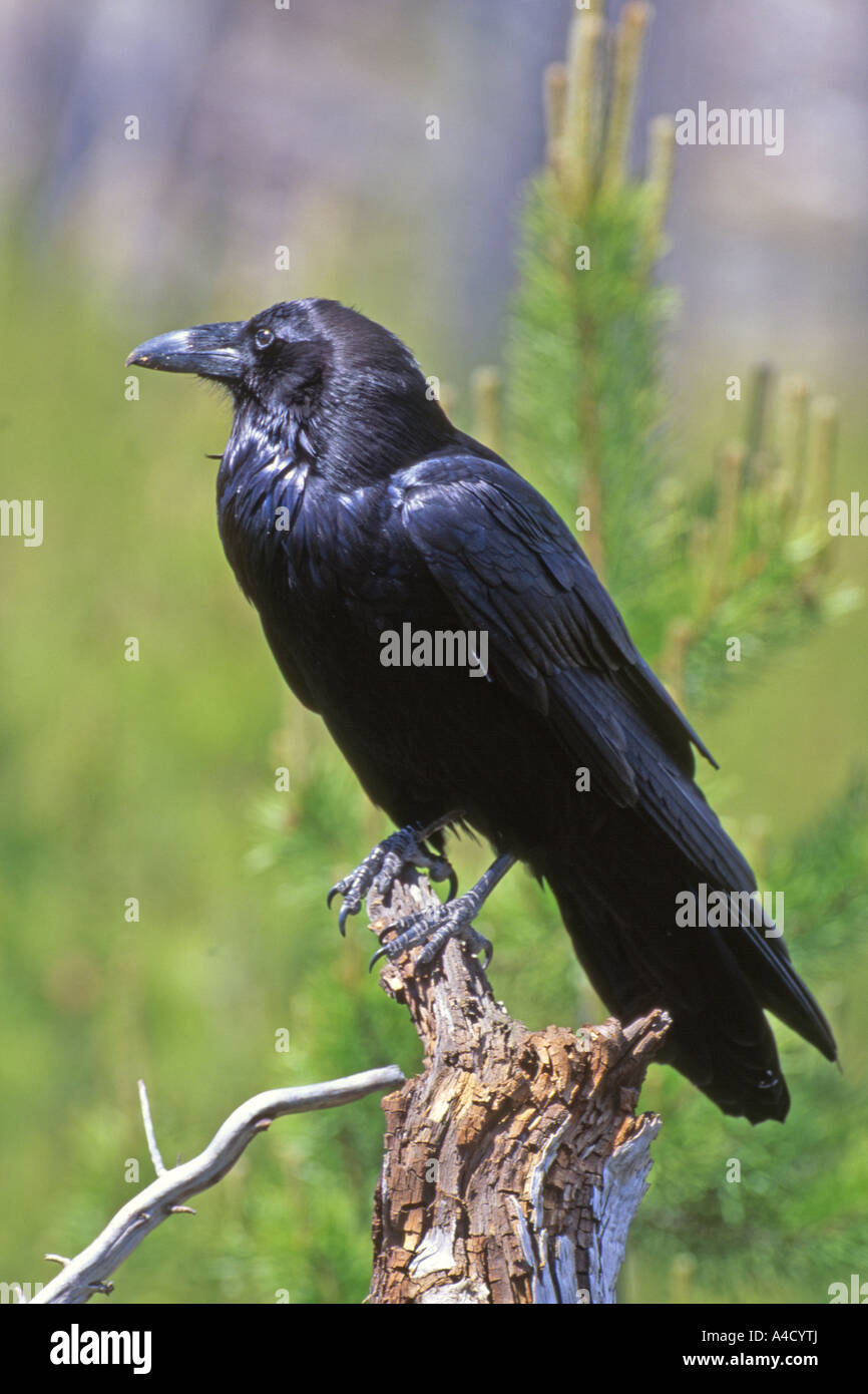 Raven on branch hi-res stock photography and images - Alamy
