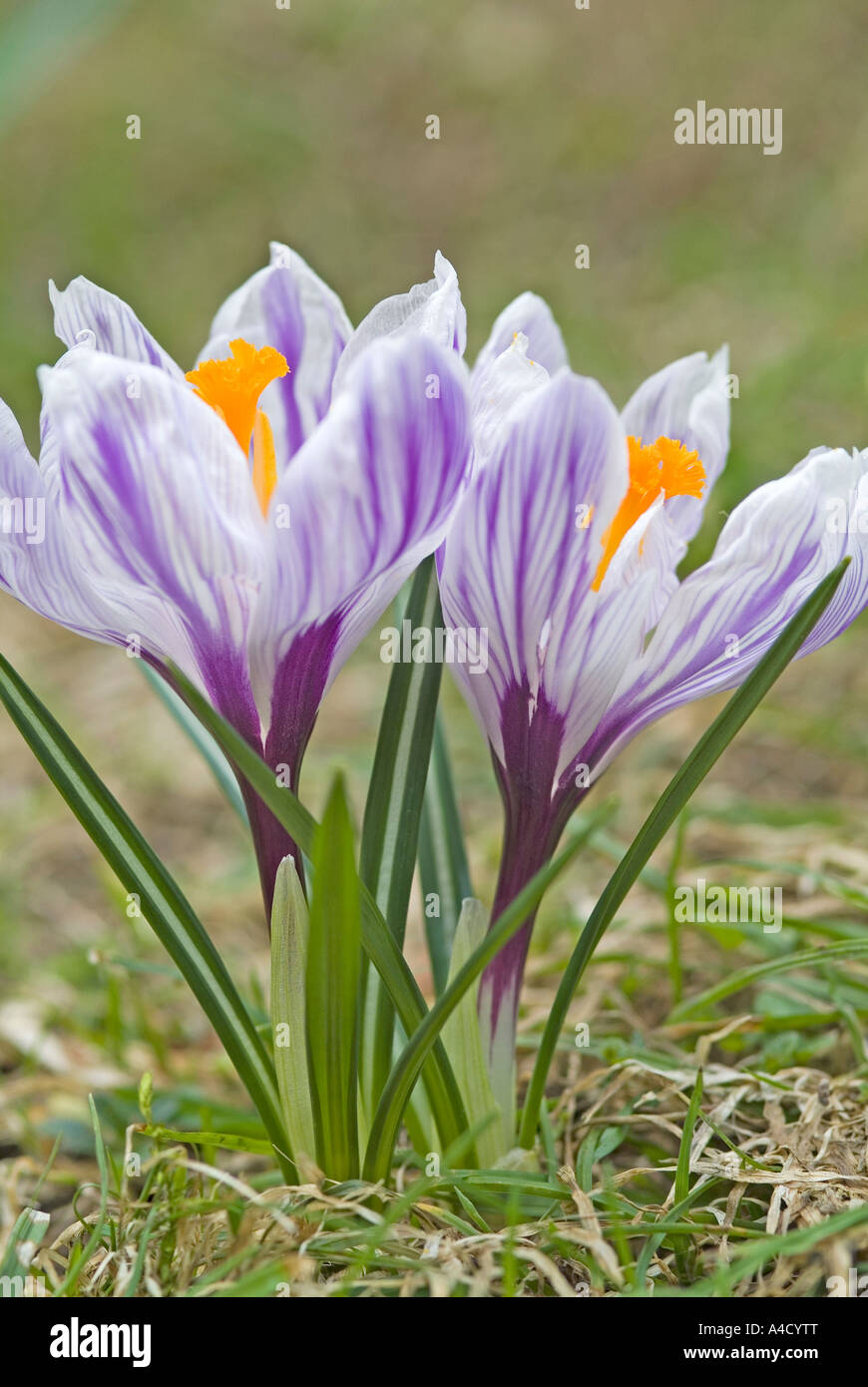 Garden Crocus (Crocus sp.), flowers. Austria, March Stock Photo - Alamy