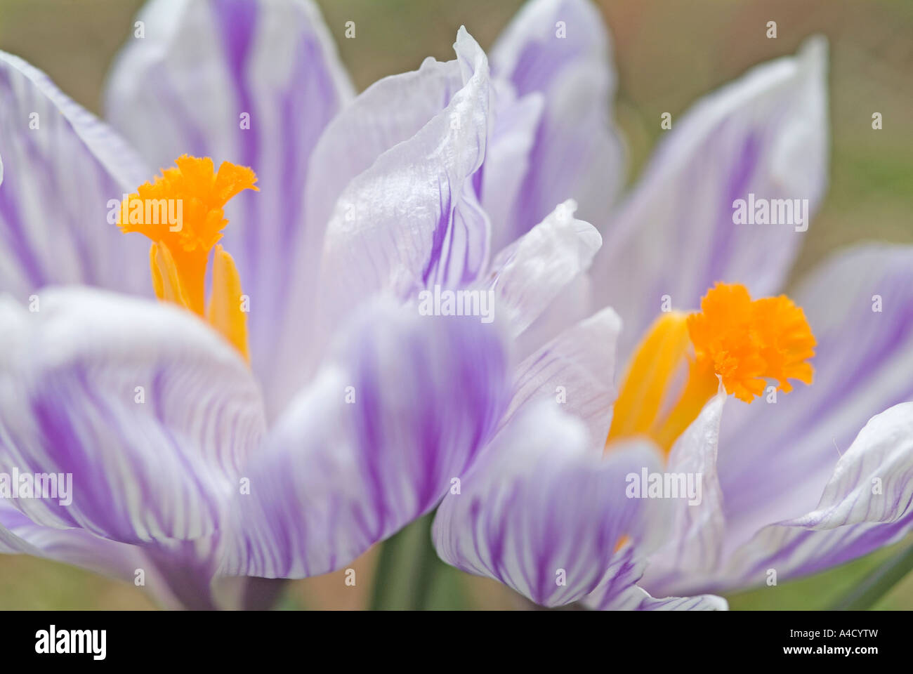 Garden Crocus (Crocus sp.), flowers Stock Photo - Alamy