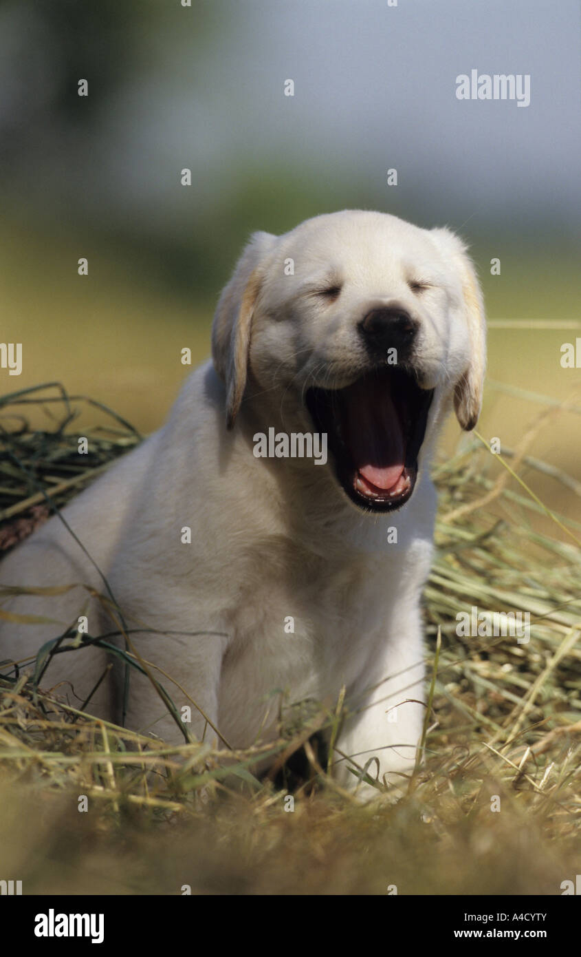 Labrador puppies yawning hi-res stock photography and images - Alamy