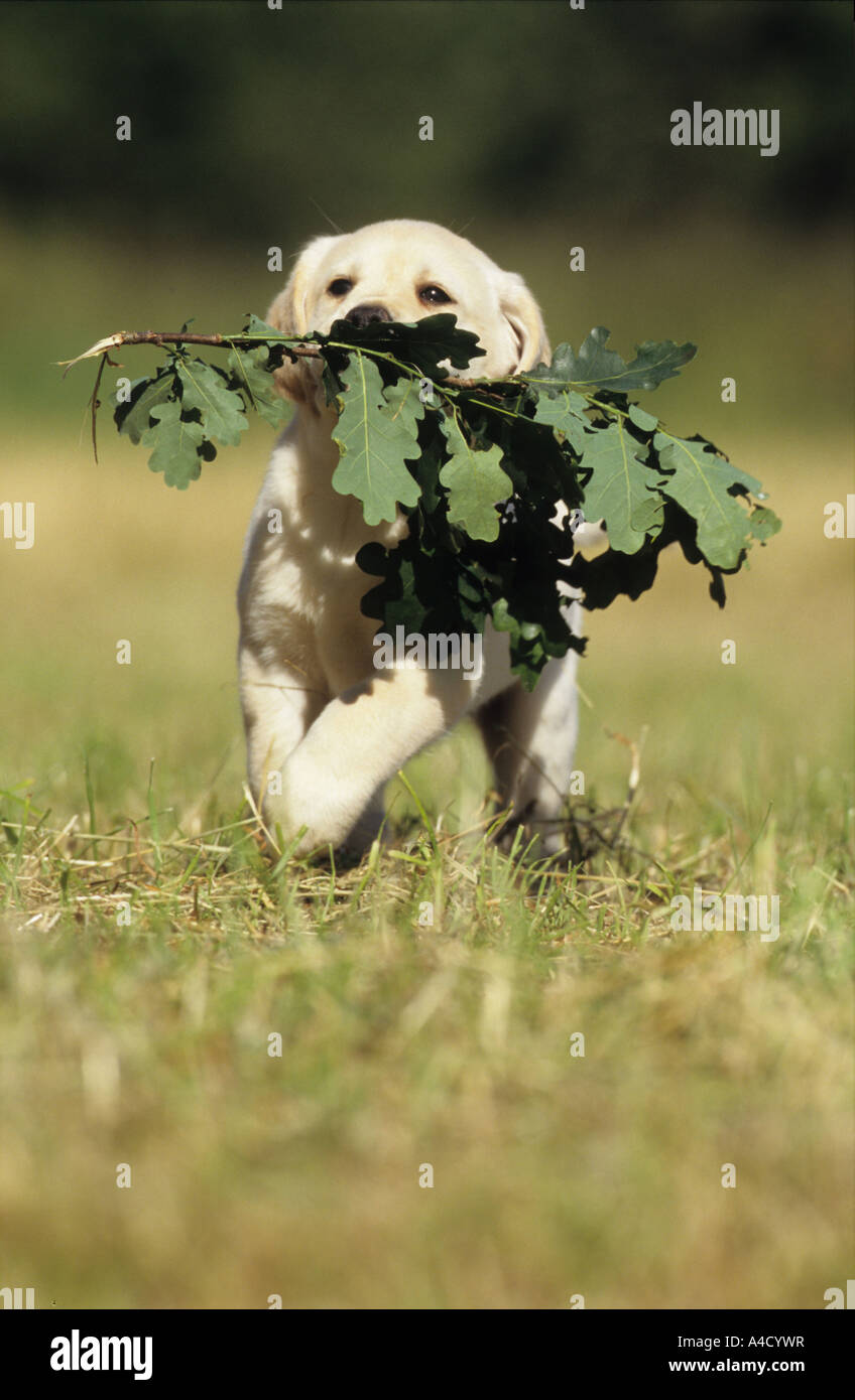 Labrador Retriever (Canis lupus familiaris). Puppy running with an oak ...