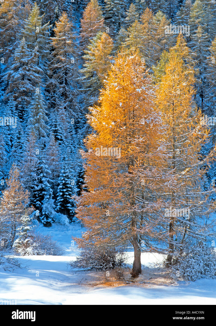 Common Larch, European Larch (Larix decidua), trees in autumn colors in ...